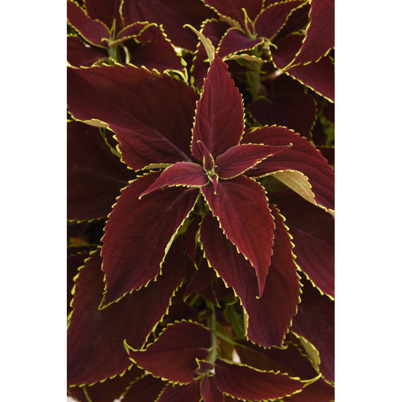 Oasis Horticulture | COLEUS RUBY HEART FLOWER BOUTIQUE PUNNET